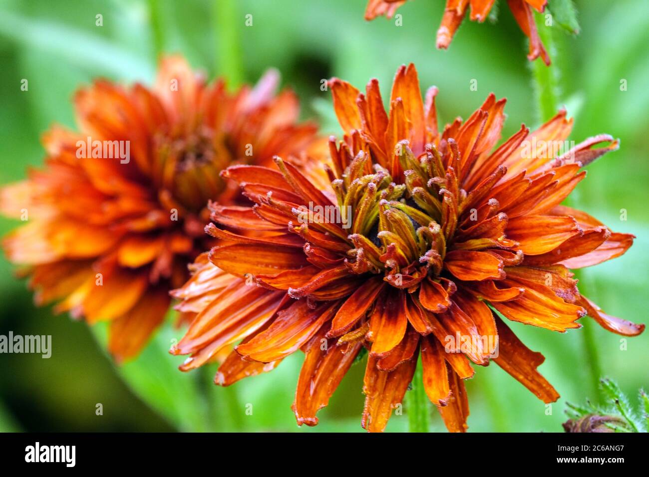 Black-eyed Susan Rudbeckia hirta 'Cherokee Sunset' Stock Photo - Alamy