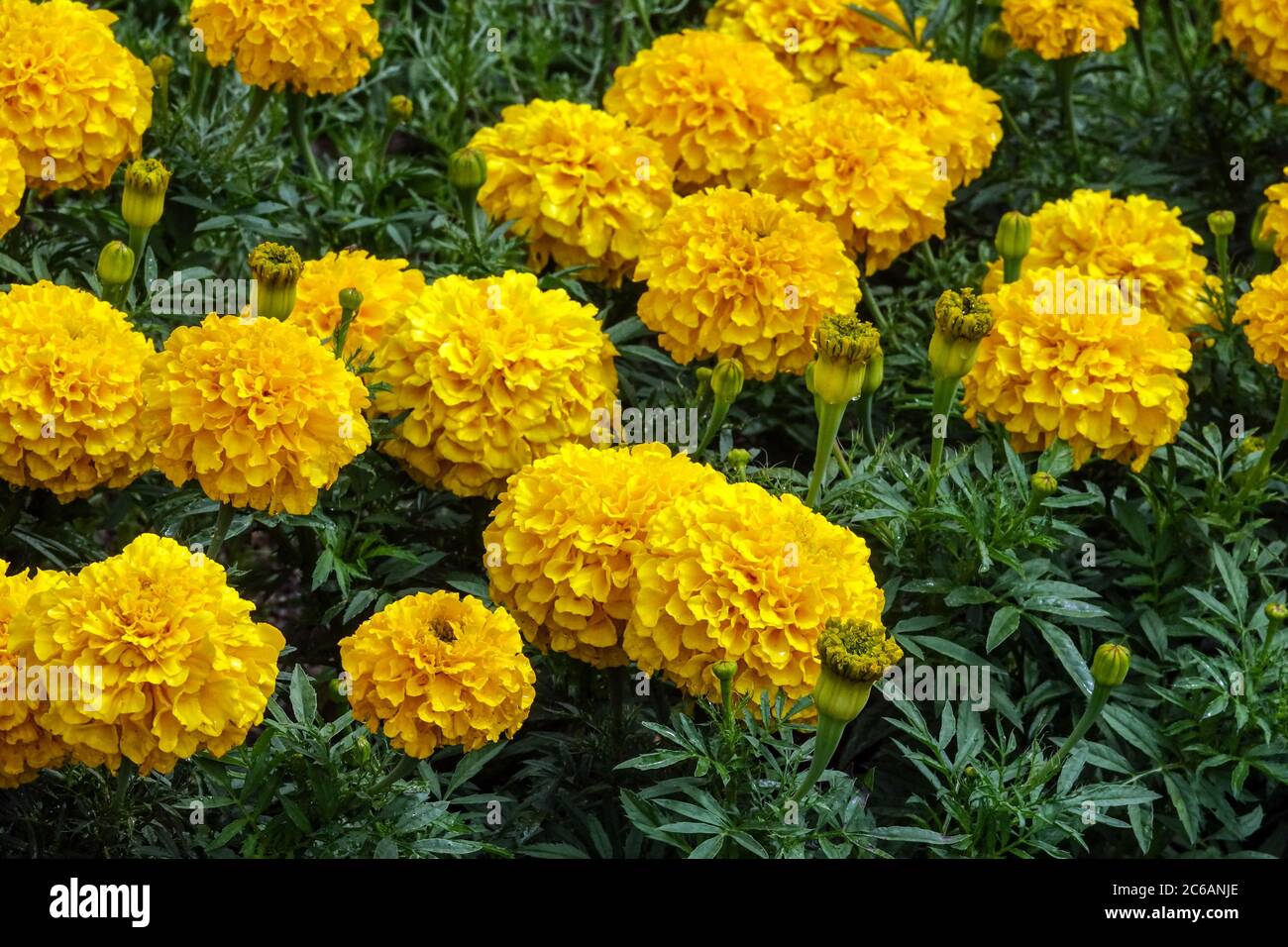 African Marigold Tagetes erecta 'Gold Lady' Yellow Tagetes Stock Photo ...