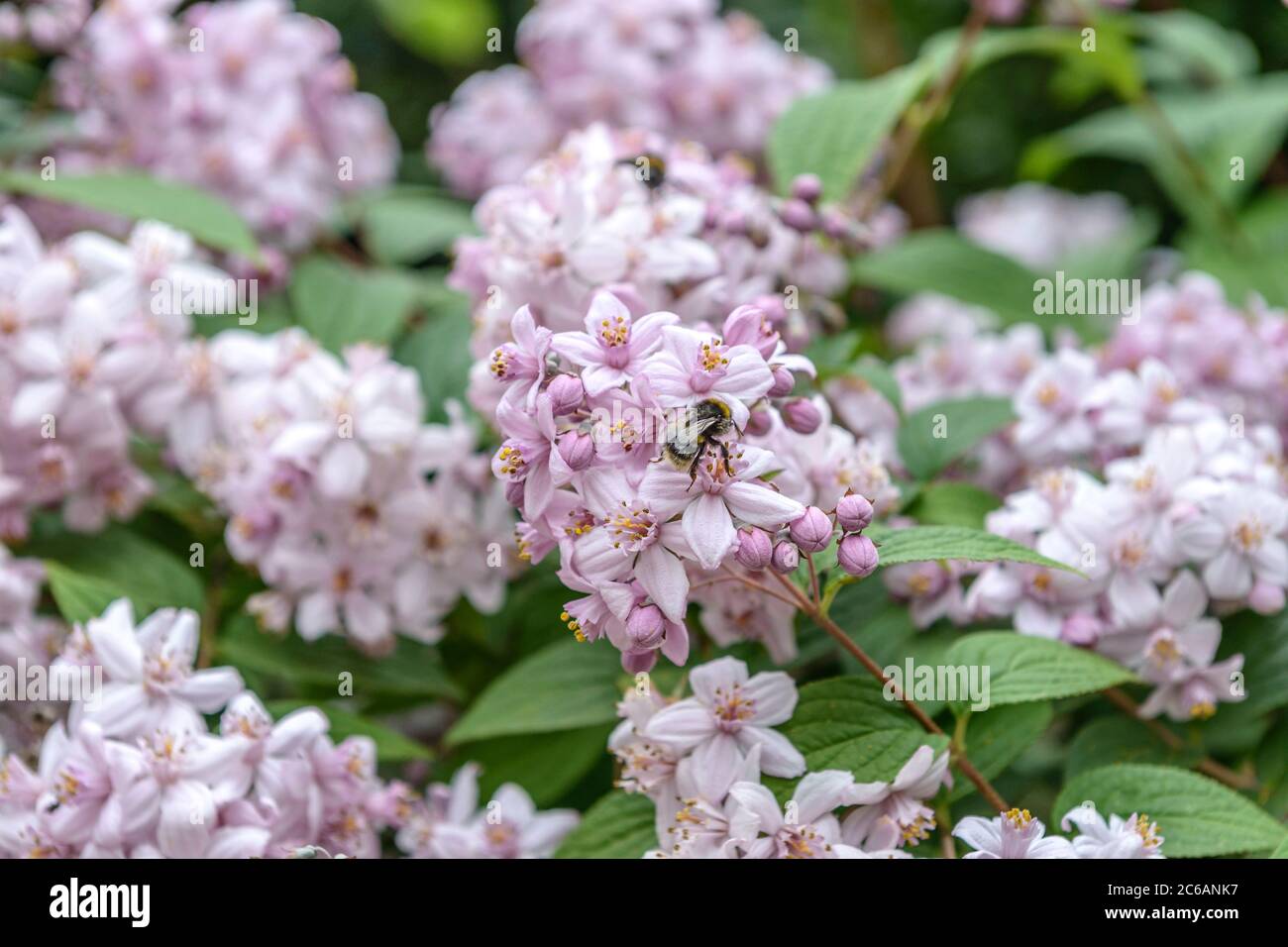 Deutzie Deutzia × hybrida Mont Rose Stock Photo - Alamy