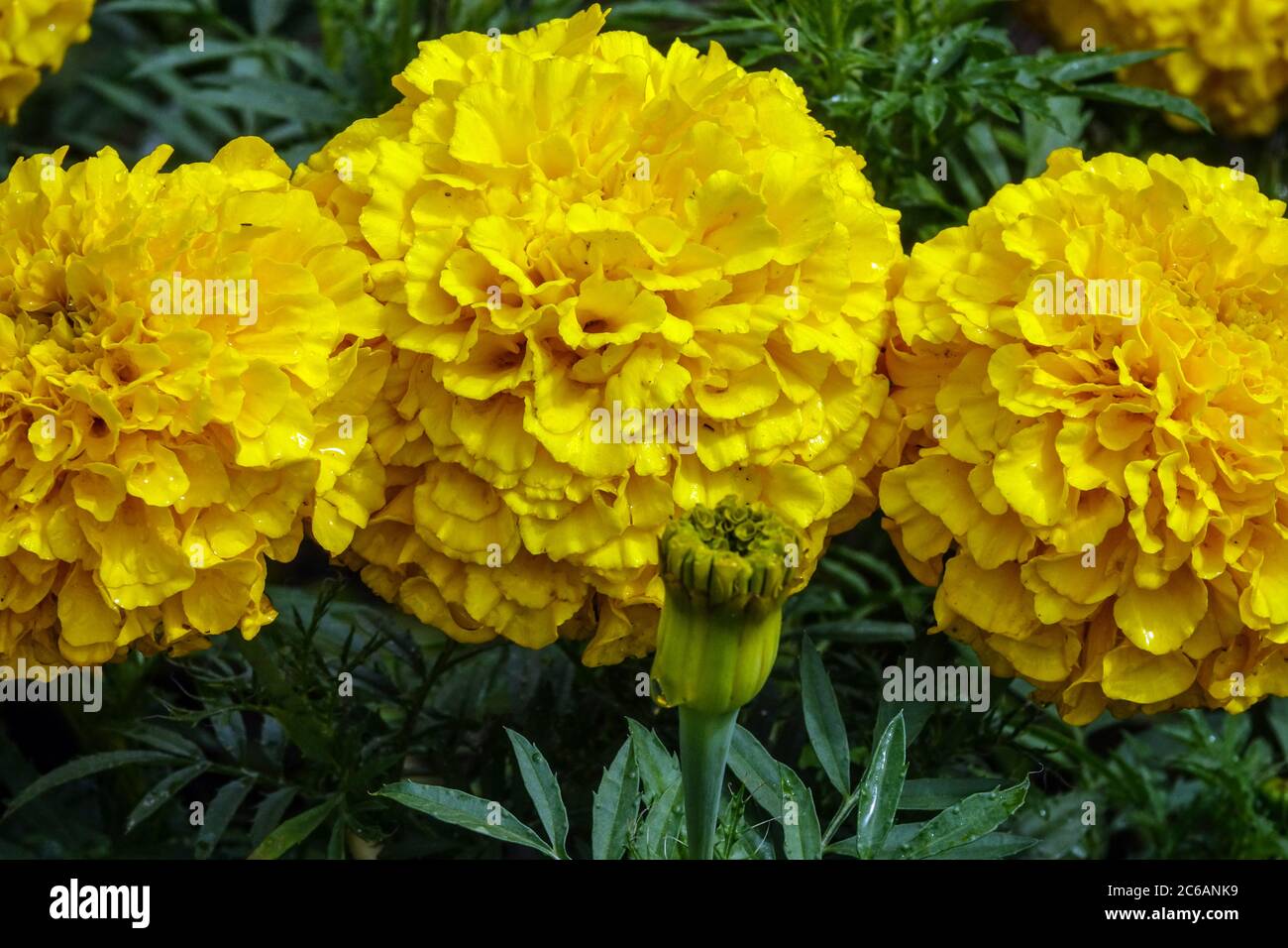 Marigold flower details hi-res stock photography and images - Alamy