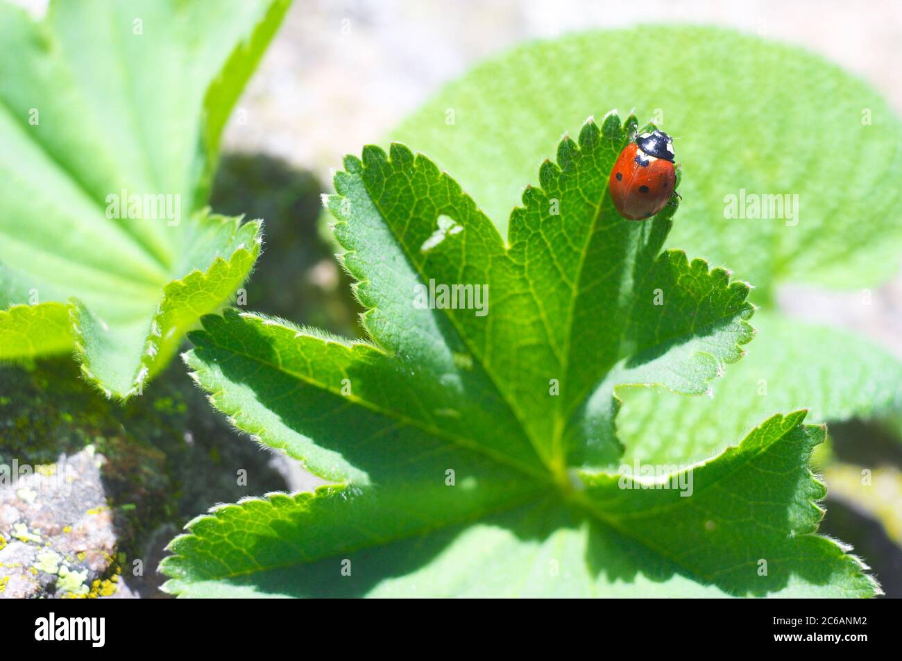 Red ladybug coccinellidae on hi-res stock photography and images - Alamy