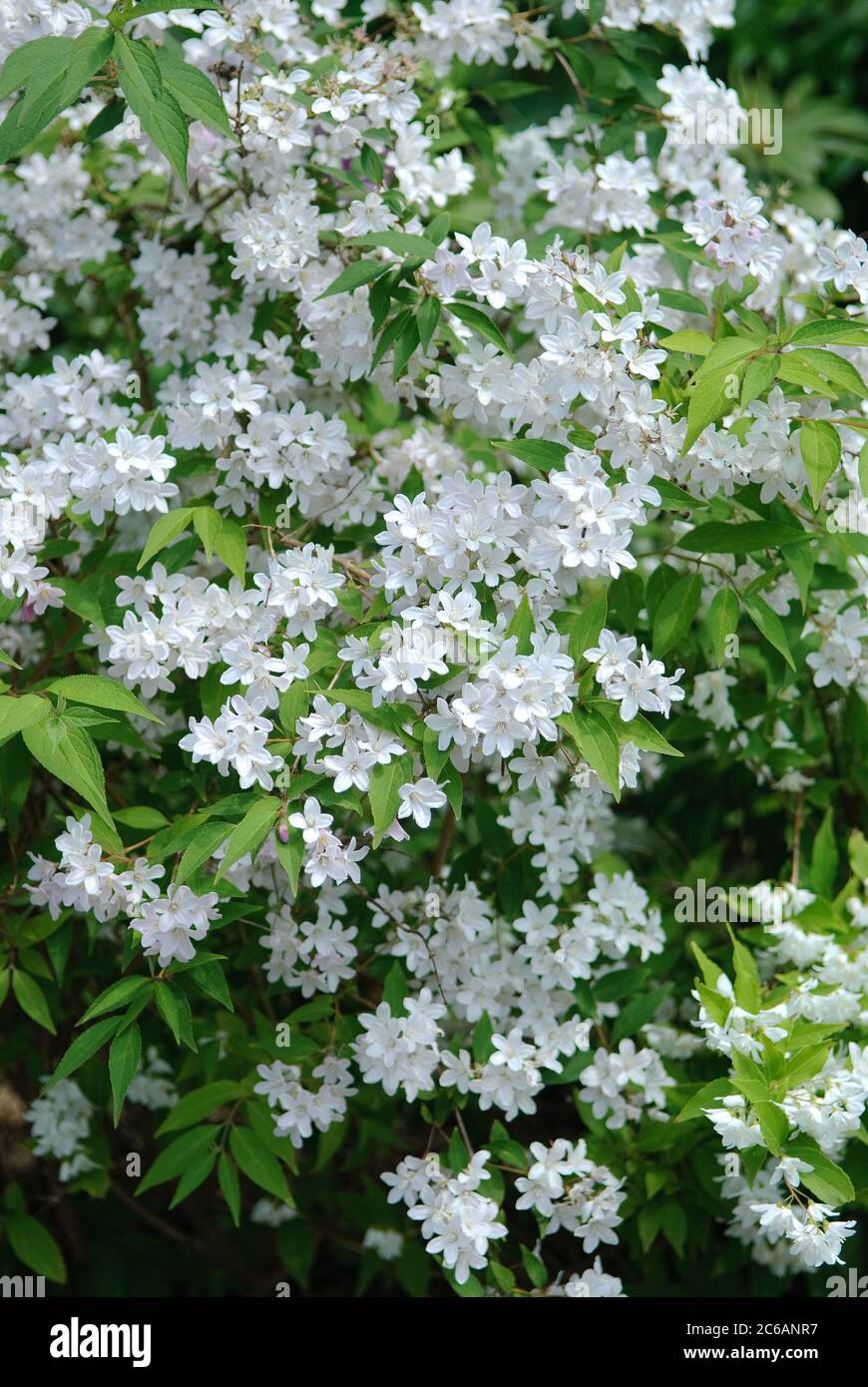 Deutzie Deutzia kalmiiflora Stock Photo - Alamy