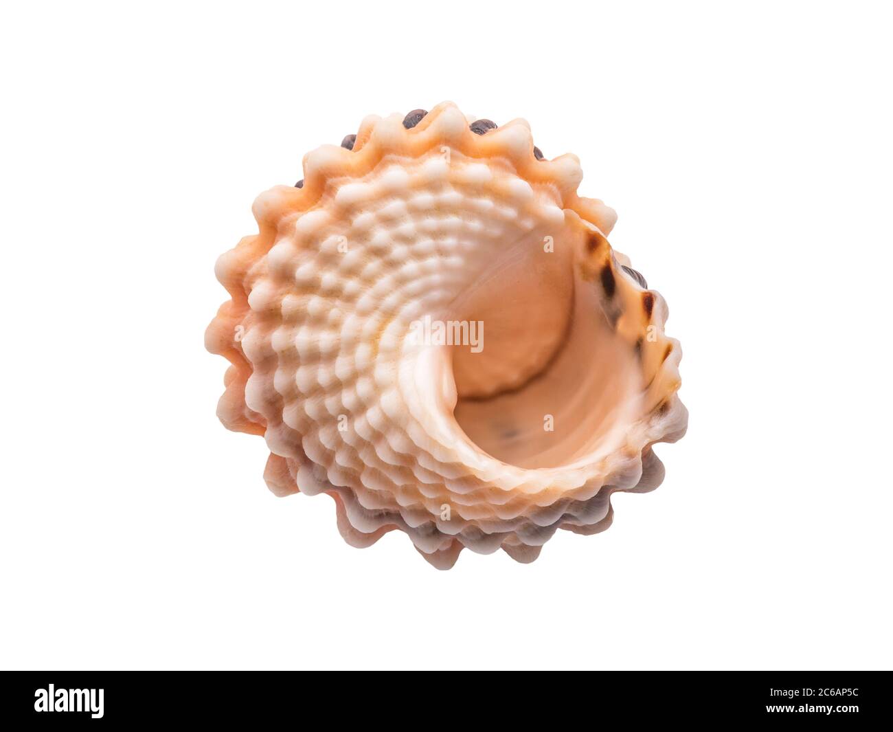 Definition of life Cut Out Stock Images & Pictures - Alamy