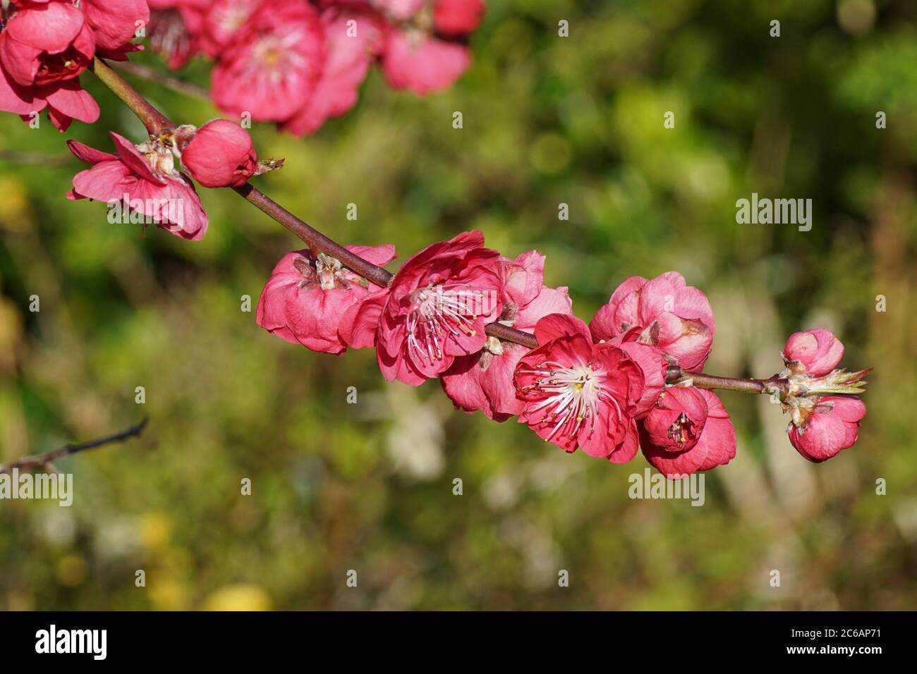 Blossoms Of The Japanese Peach Tree (Prunus Persica), 40% OFF