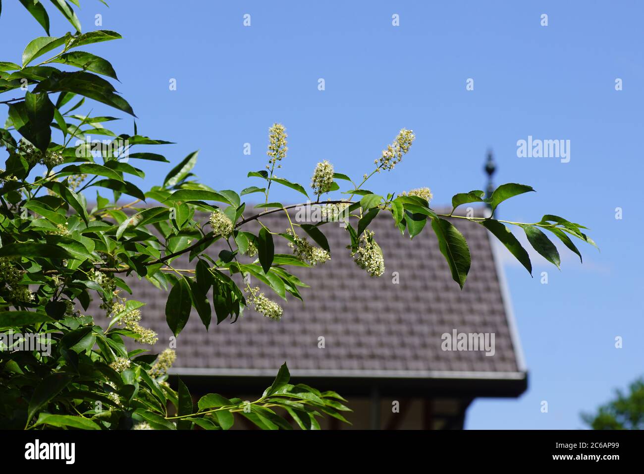 Flowers of black cherry (Prunus serotina) of the family Rosaceae ...
