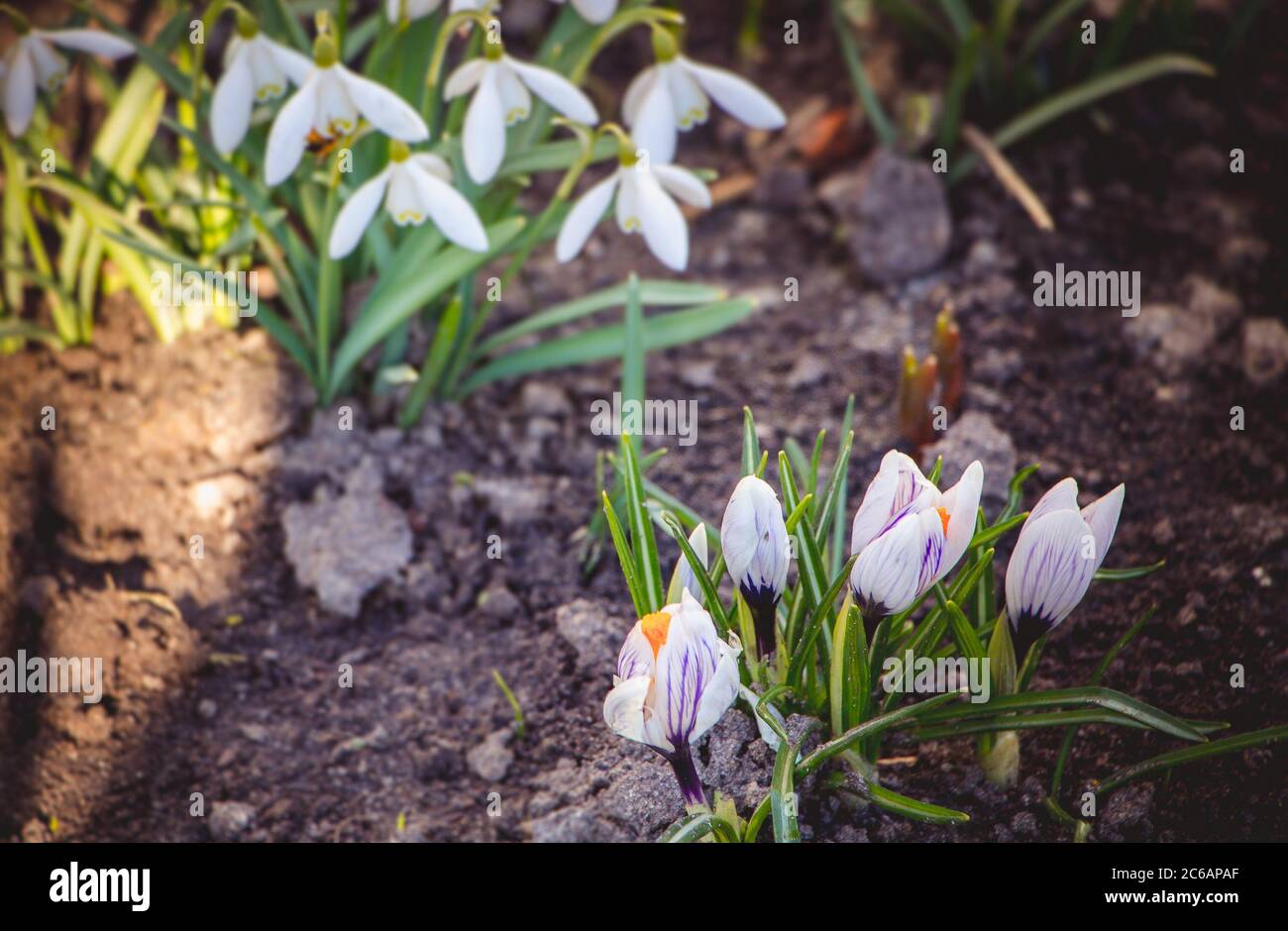 Purple snowdrops growing in spring hi-res stock photography and images ...