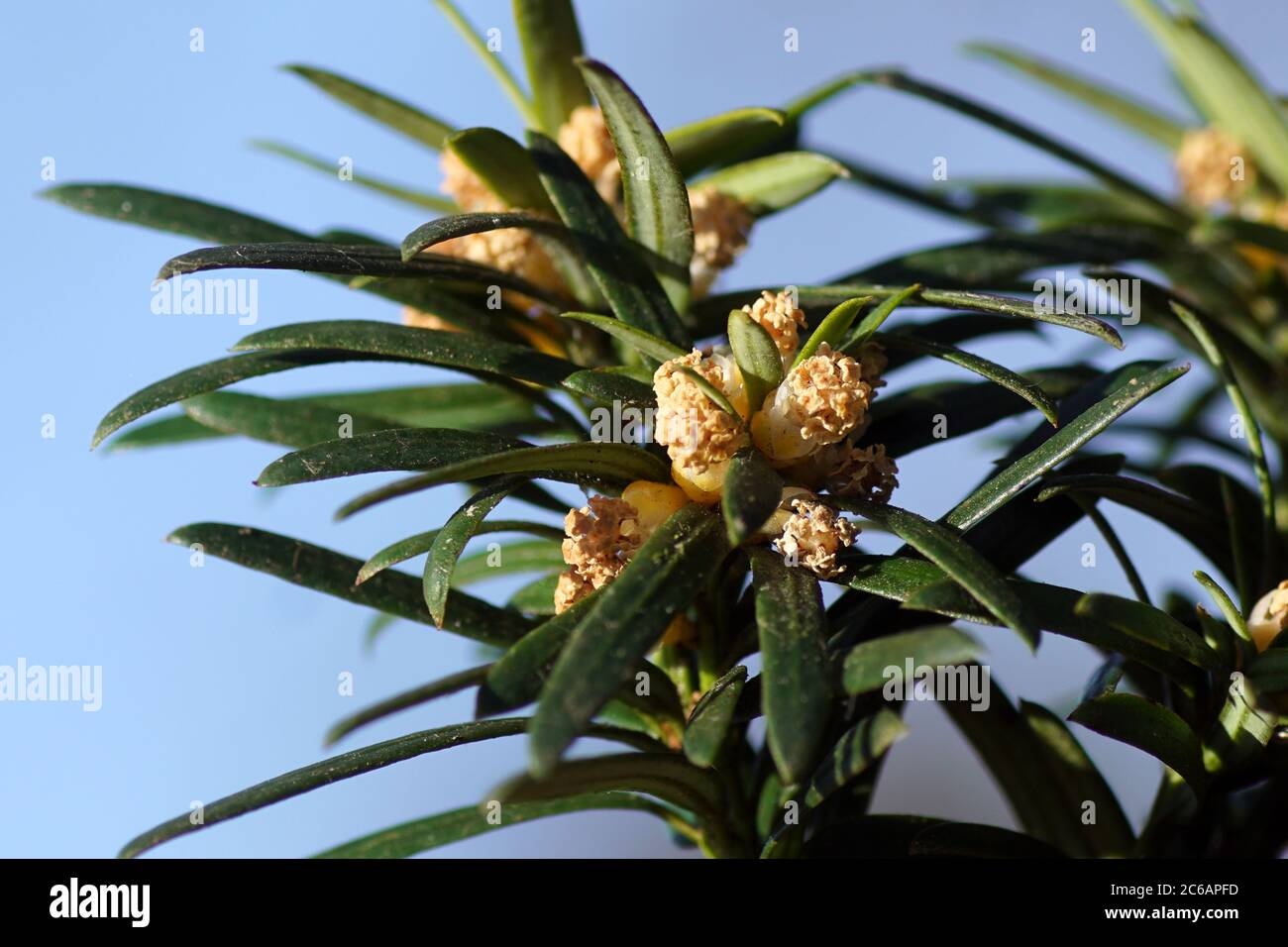 Spring Foliage of an evergreen Irish Yew Tree (Taxus baccata ...
