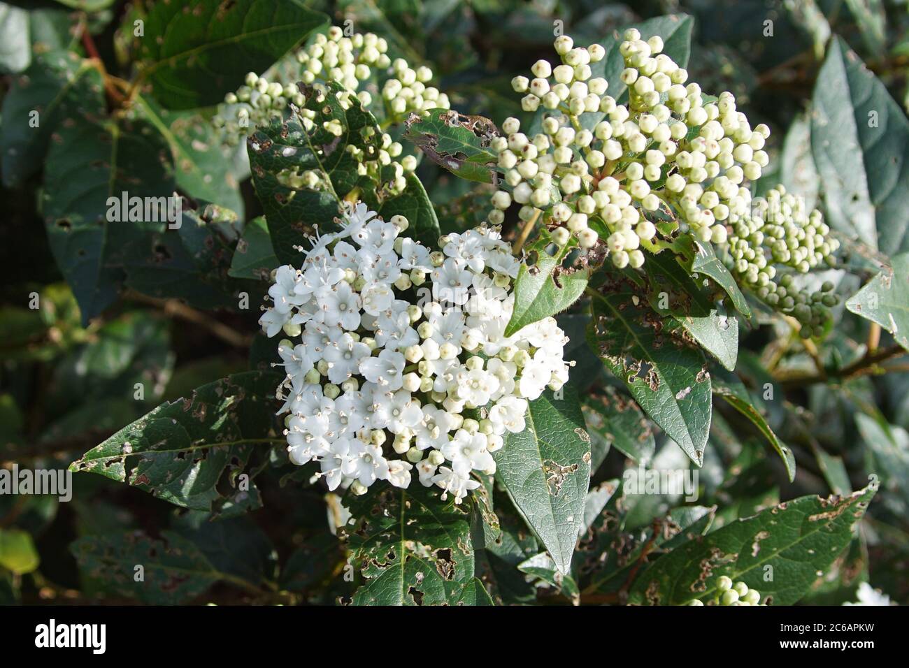 Viburnum tinus winter bloom hi-res stock photography and images - Alamy