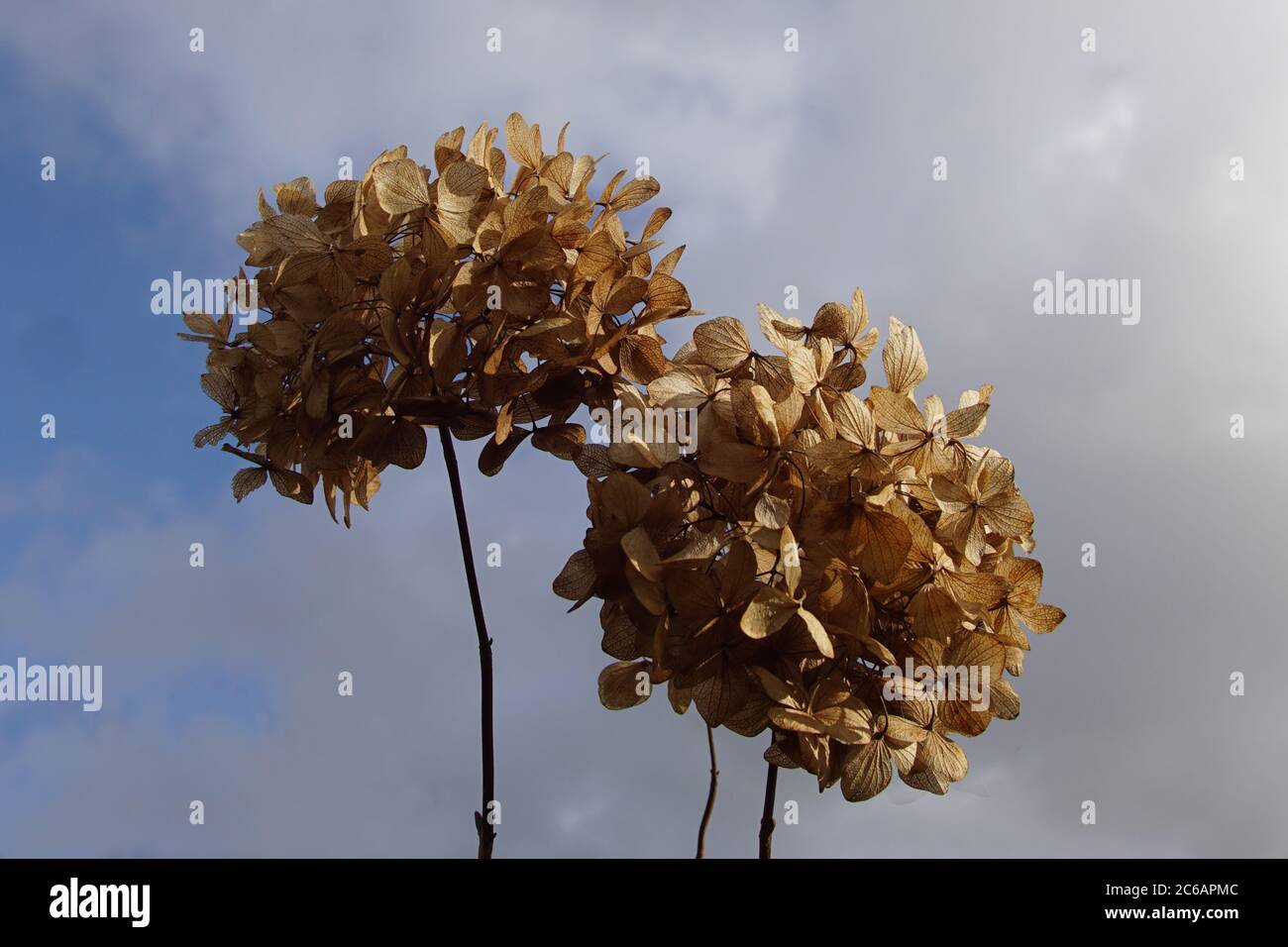 Withered flowers hi-res stock photography and images - Alamy
