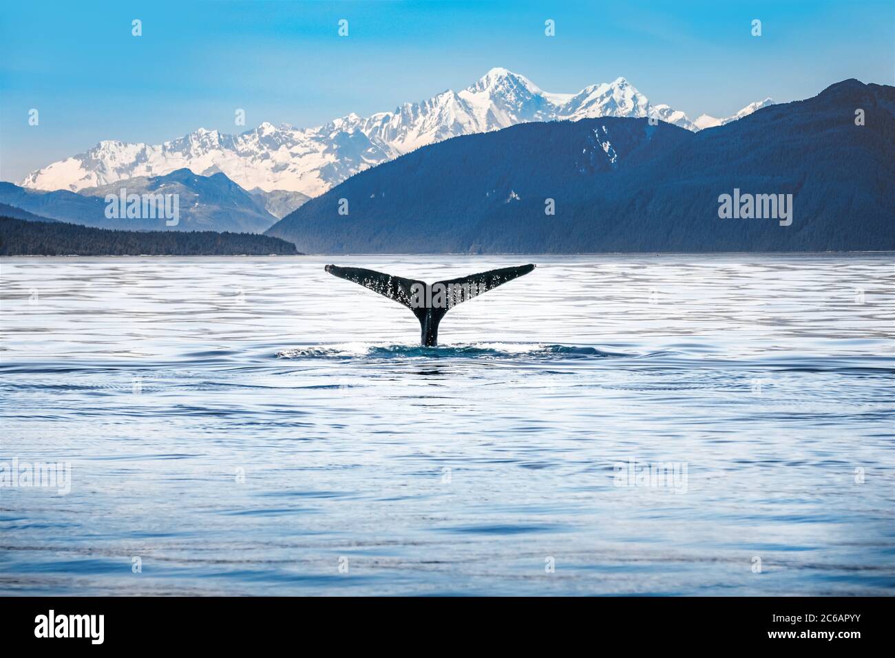 Humpback whale alaska backdrop hi-res stock photography and images - Alamy