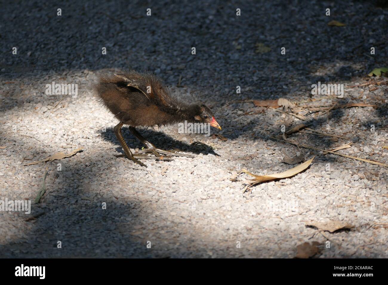 Baby moorhen hi-res stock photography and images - Alamy
