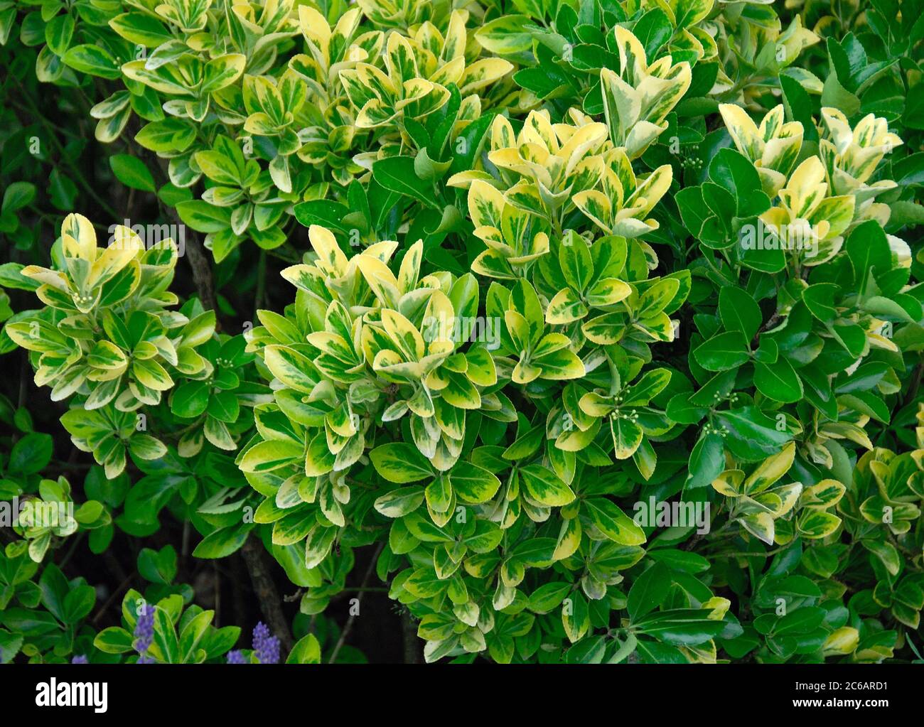 Euonymus, Spindelstrauch japonicus Ovatus Aureus Stock Photo - Alamy