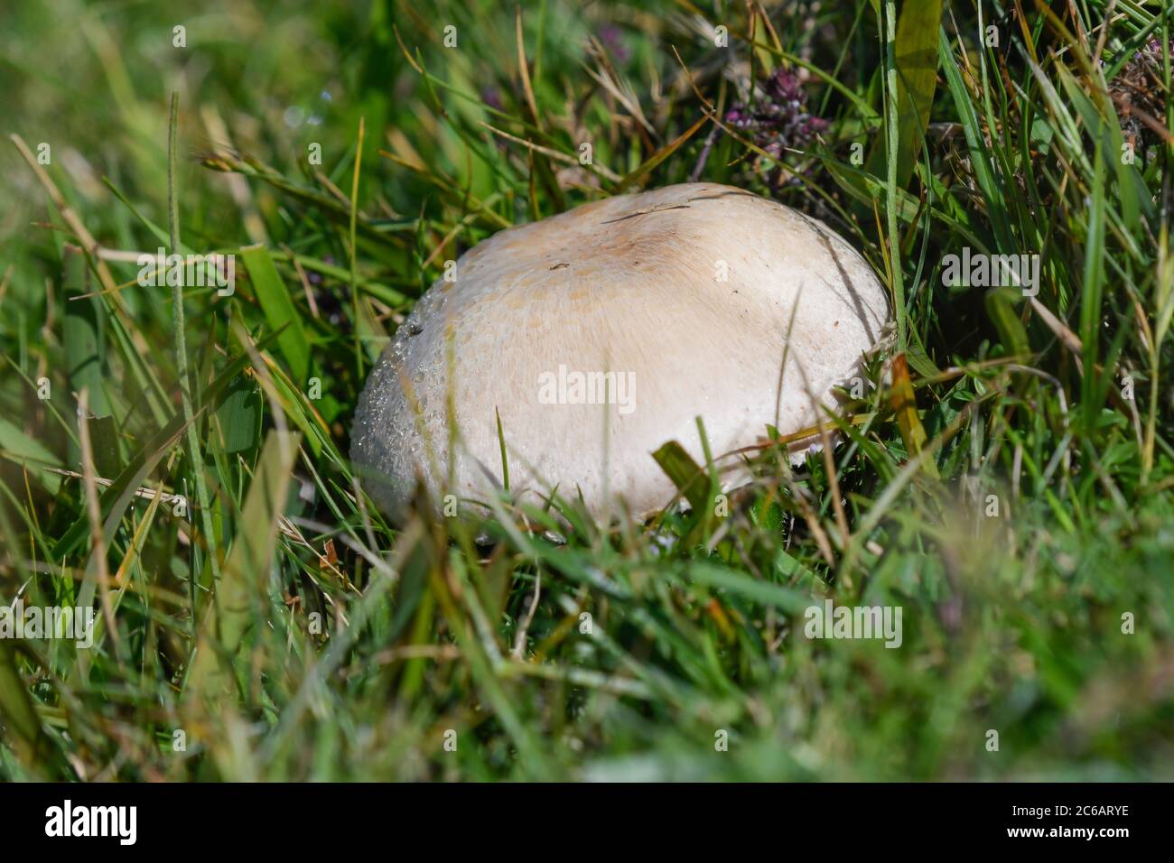 Hongo hongo hongos hi-res stock photography and images - Alamy