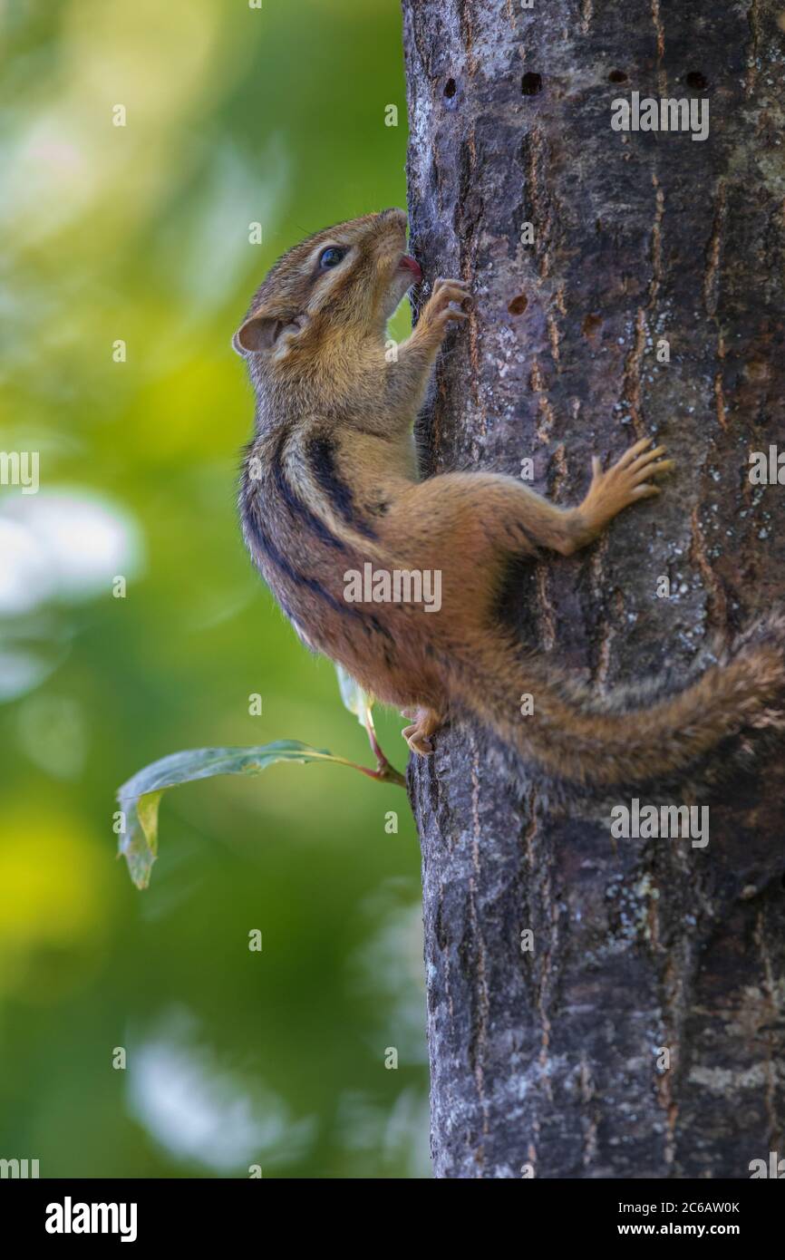 Young eastern chipmunk licking tree sap in northern Wisconsin Stock ...