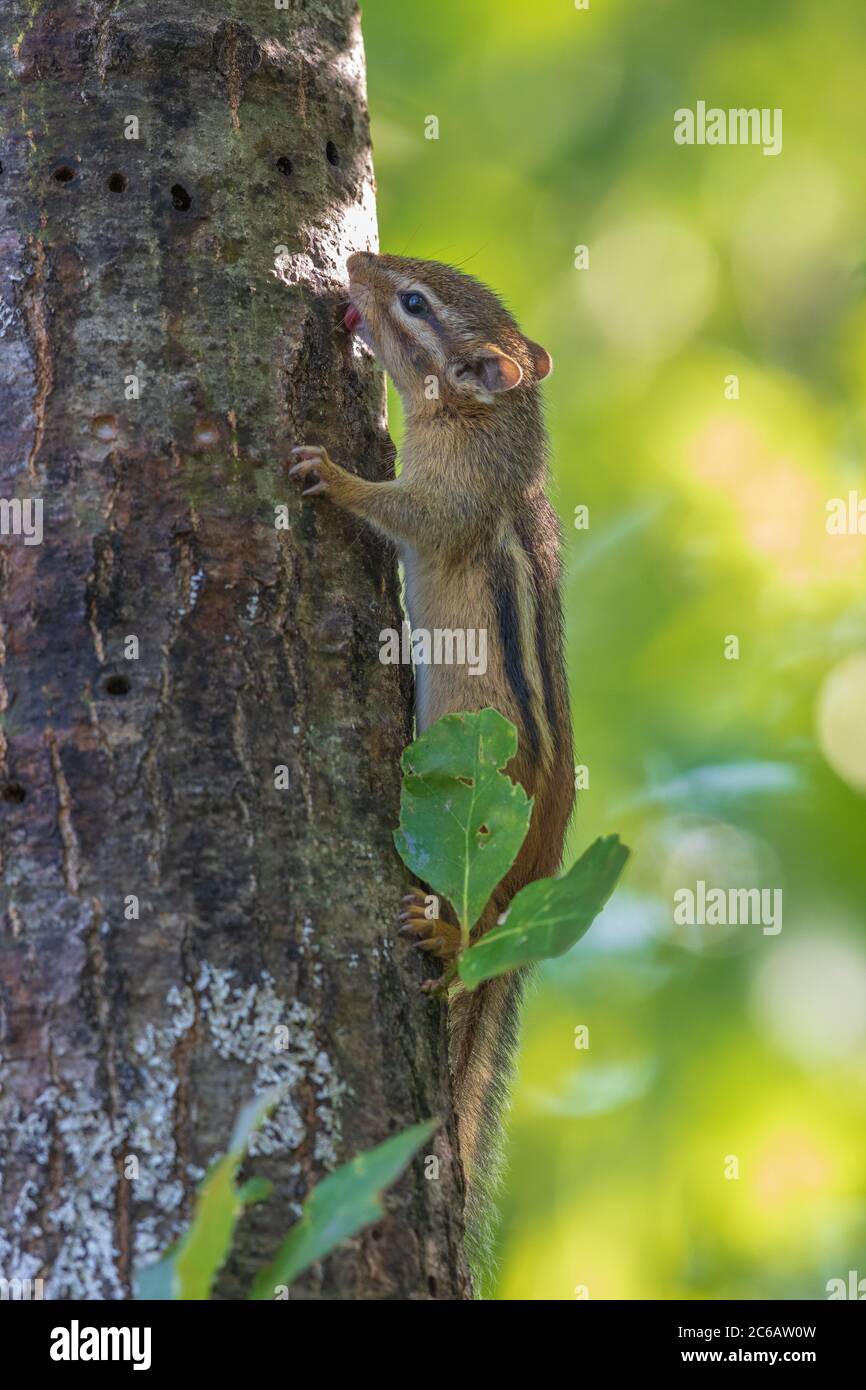 Young eastern chipmunk licking tree sap in northern Wisconsin Stock ...