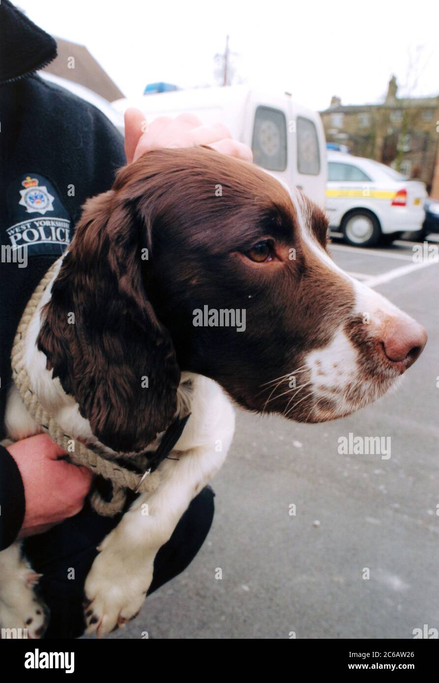 Police sniffer dog; drugs unit; West Yorkshire UK Stock Photo - Alamy