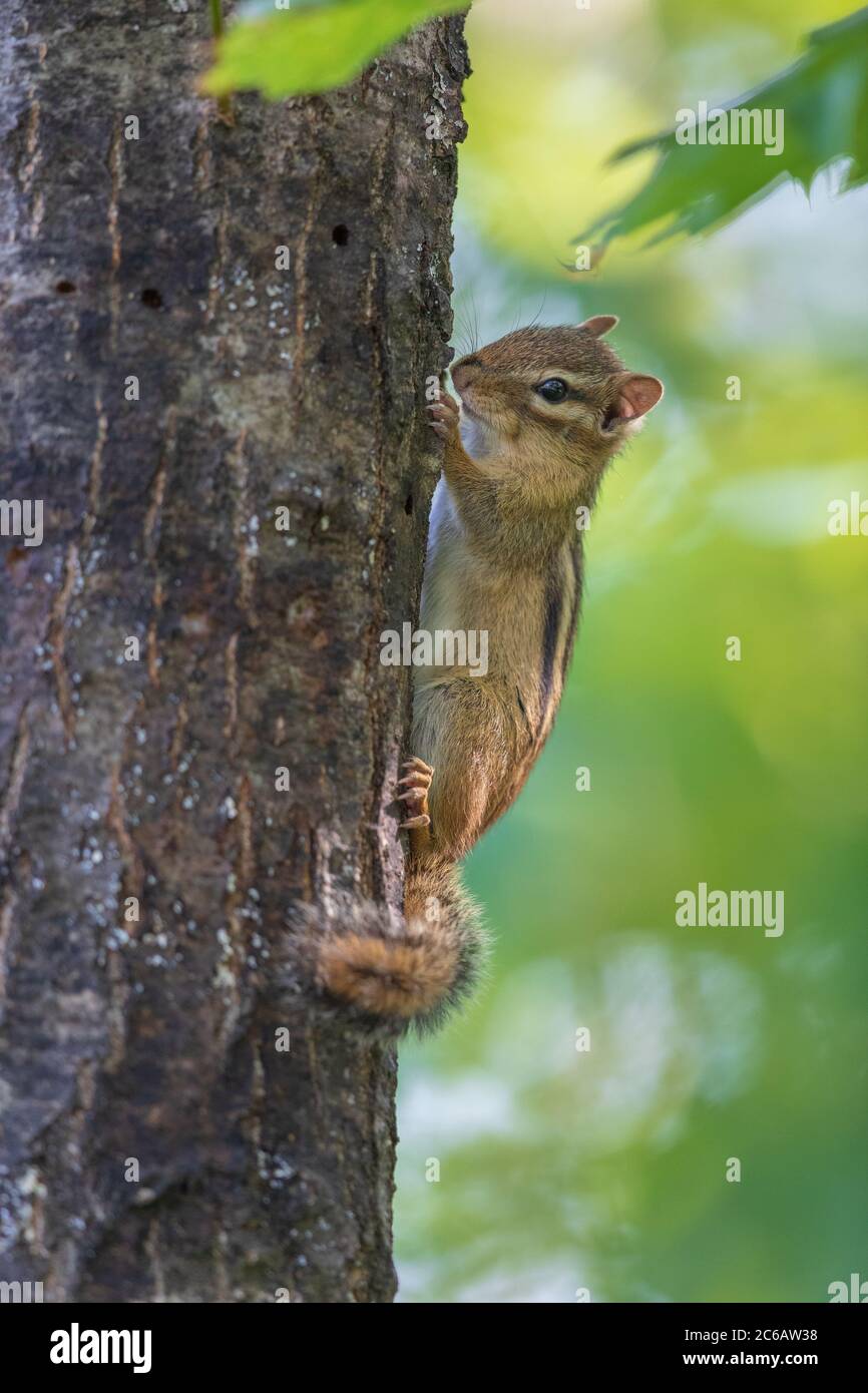 Eastern Chipmunk in northern Wisconsin Stock Photo - Alamy