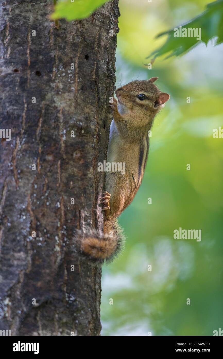 Northern chipmunk hi-res stock photography and images - Alamy