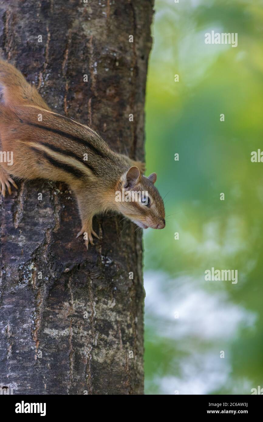Eastern Chipmunk in northern Wisconsin Stock Photo - Alamy