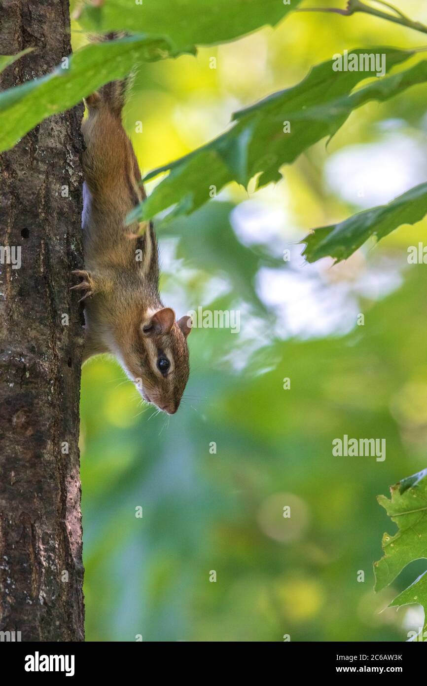 Chipmunk head hi-res stock photography and images - Alamy