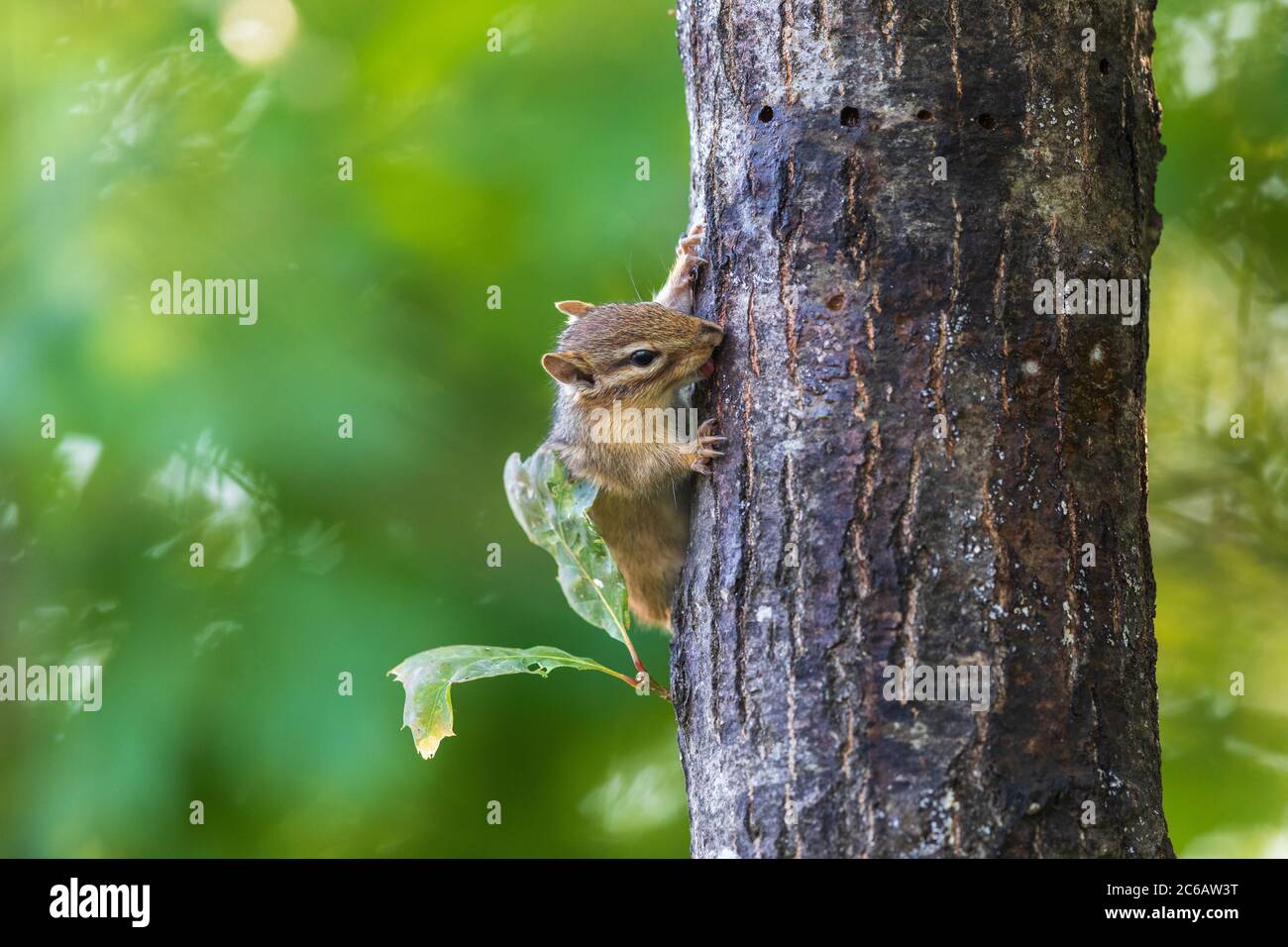 Young eastern chipmunk licking tree sap in northern Wisconsin Stock ...