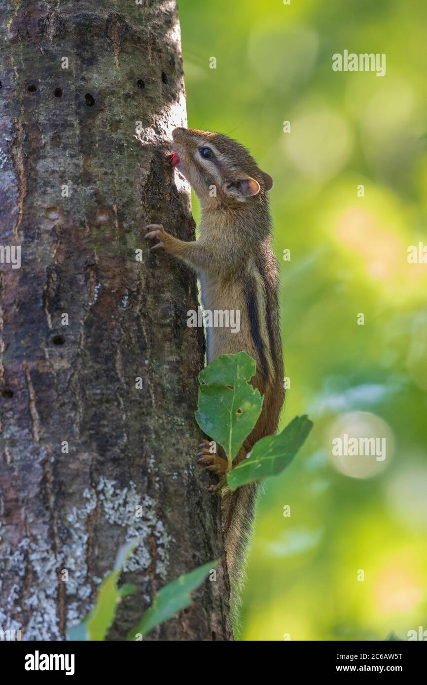 Young eastern chipmunk licking tree sap in northern Wisconsin Stock ...