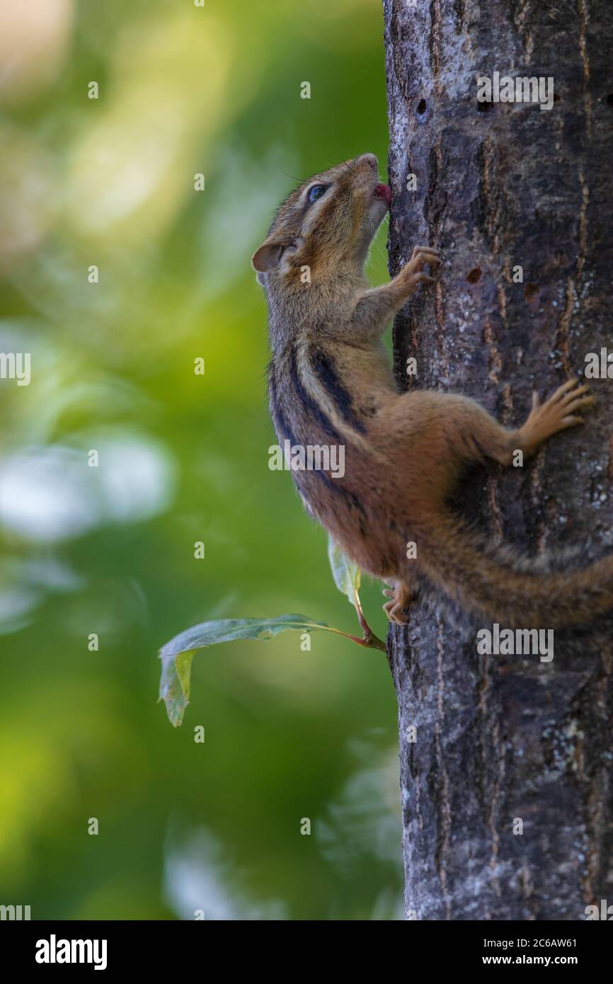 Young eastern chipmunk licking tree sap in northern Wisconsin Stock ...
