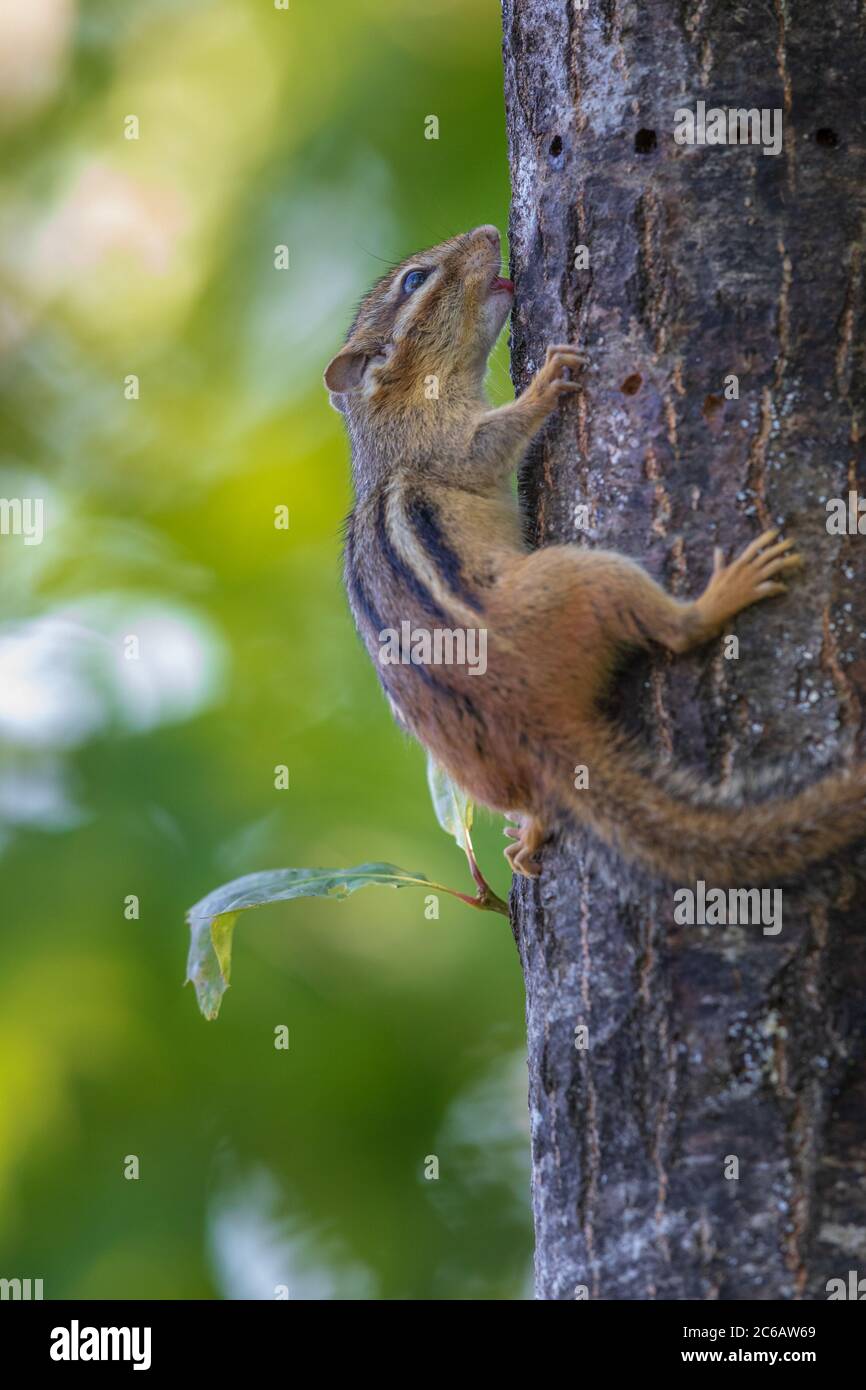 Tree sap hi-res stock photography and images - Alamy