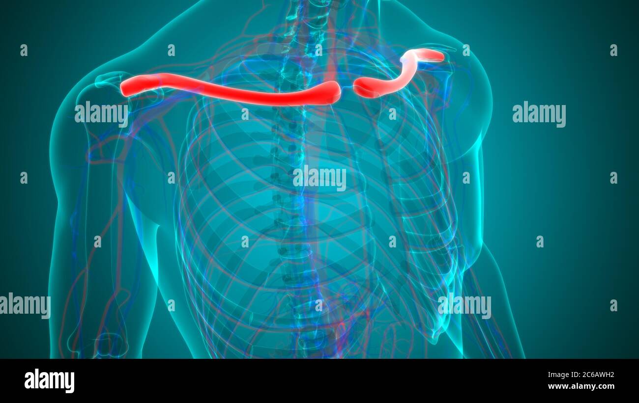 Human skeleton anatomy Clavicle Bones 3D Rendering For Medical Concept ...