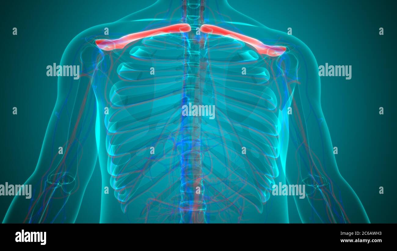 Human skeleton anatomy Clavicle Bones 3D Rendering For Medical Concept ...