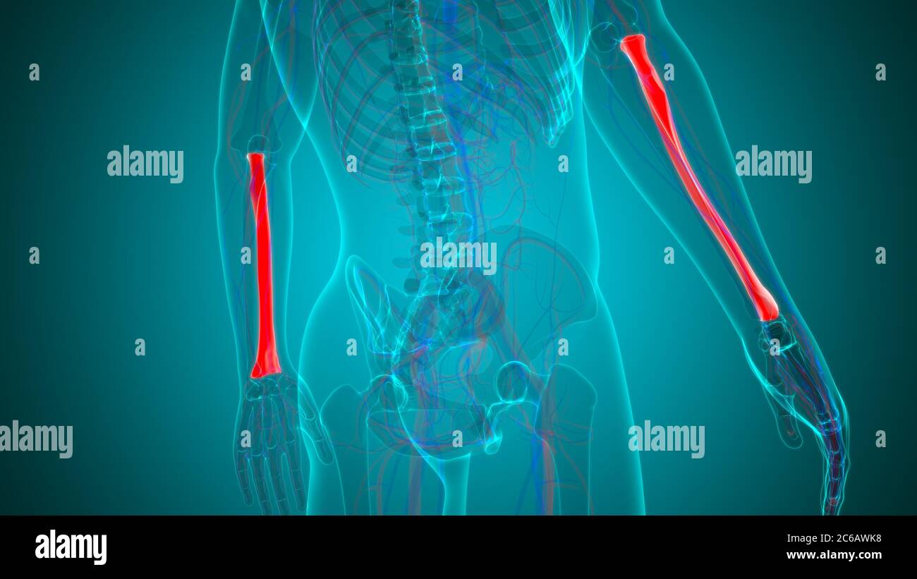 Human skeleton anatomy Radius Bone 3D Rendering For Medical Concept ...