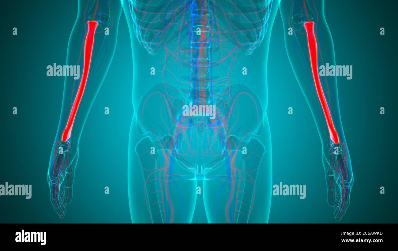 Human skeleton anatomy Radius Bone 3D Rendering For Medical Concept ...