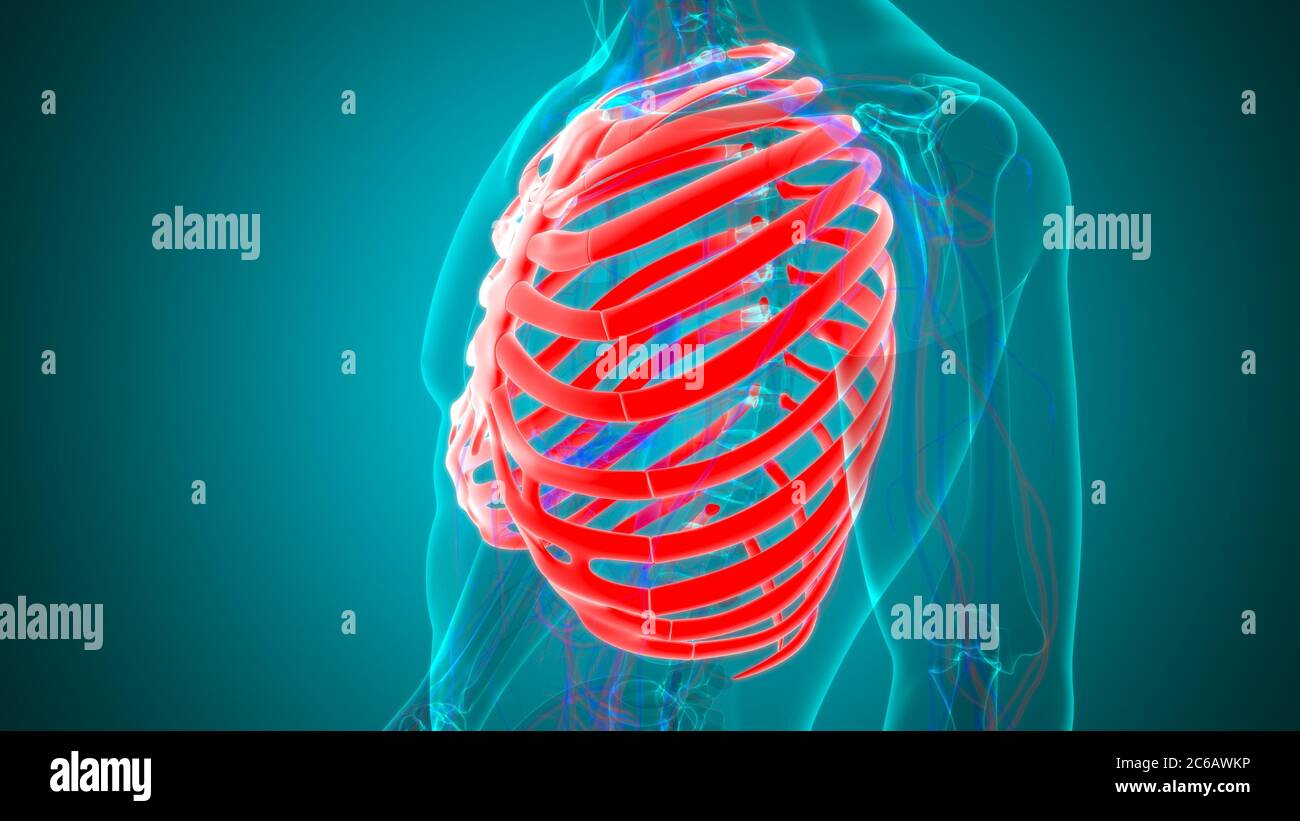 Human skeleton anatomy Rib Cage 3D Rendering For Medical Concept Stock ...