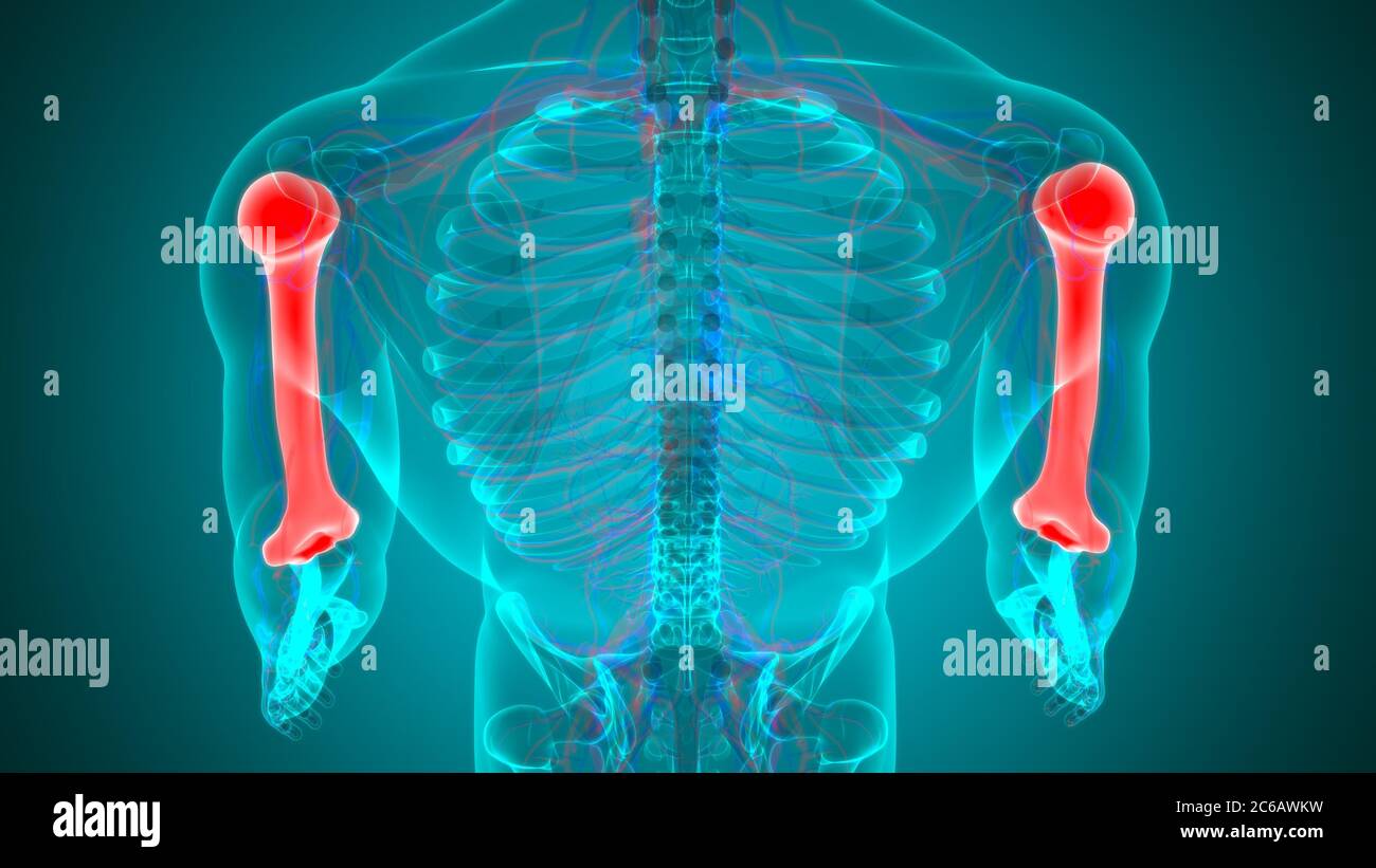 Human skeleton anatomy Humerus Bone 3D Rendering For Medical Concept ...