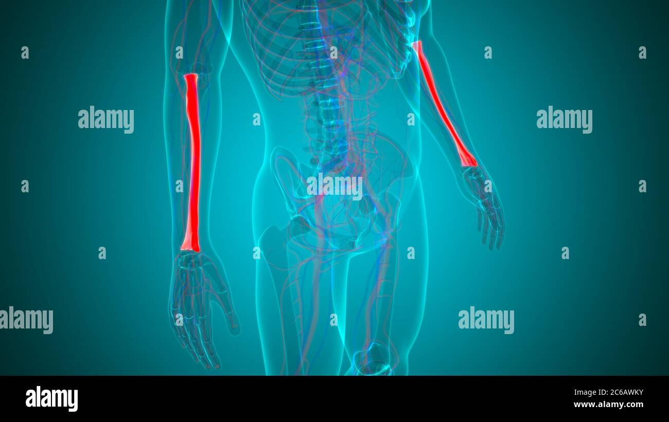 Human skeleton anatomy Radius Bone 3D Rendering For Medical Concept ...