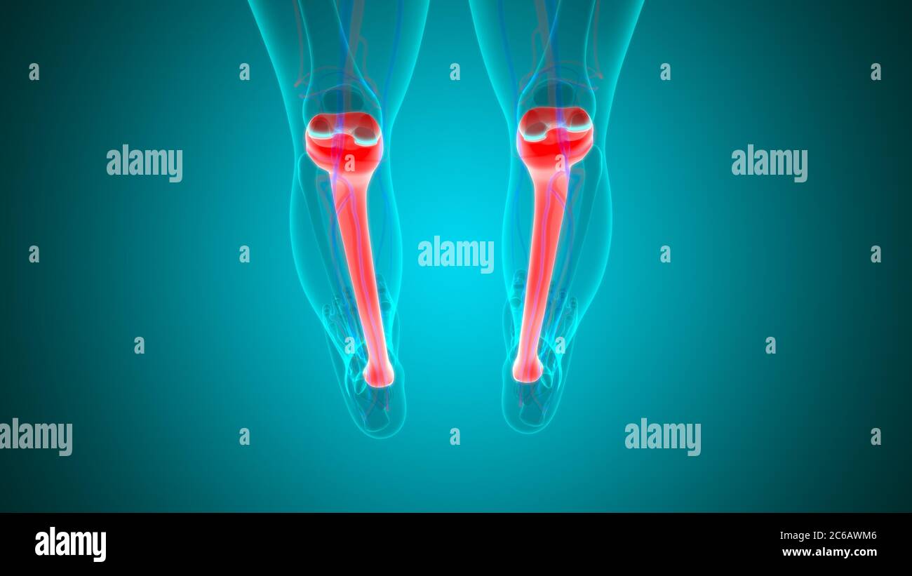 Human skeleton anatomy Tibia Bone 3D Rendering For Medical Concept ...