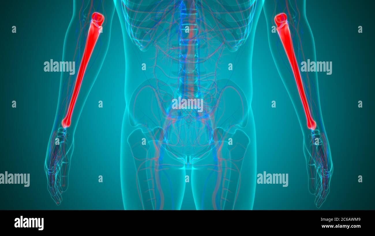 Human skeleton anatomy Ulna Bone 3D Rendering For Medical Concept Stock ...