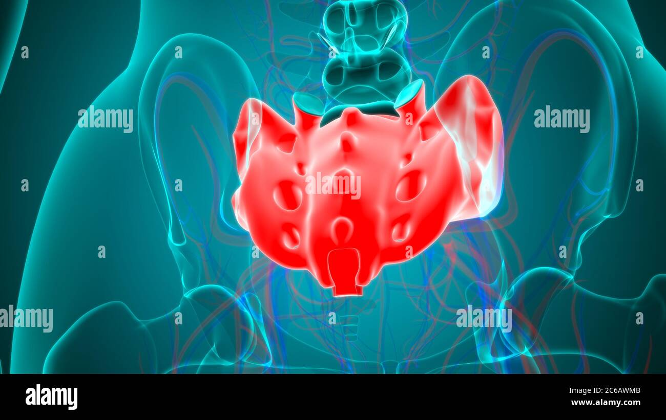 Human skeleton anatomy Sacral Bone 3D Rendering For Medical Concept ...
