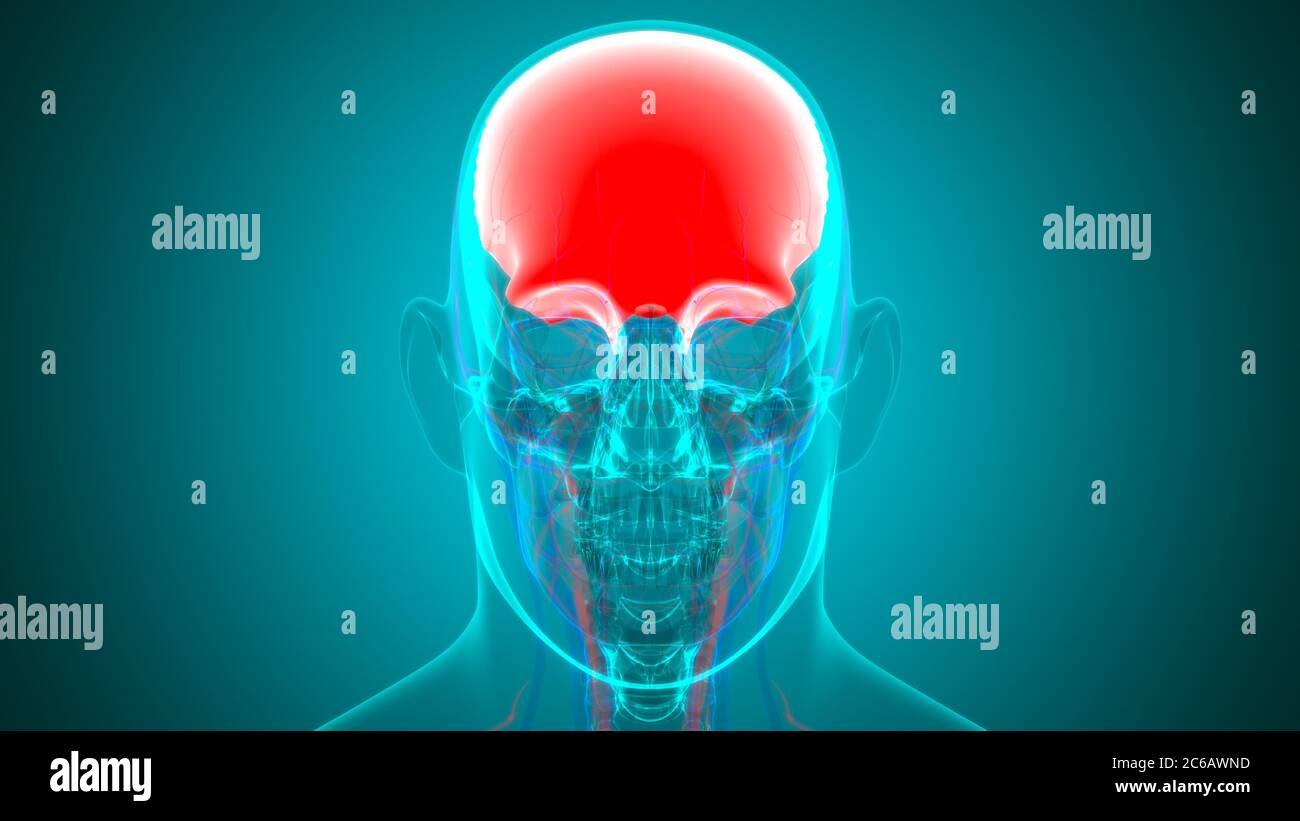 Human Skeleton Skull Frontal Bone Anatomy For Medical Concept 3D ...