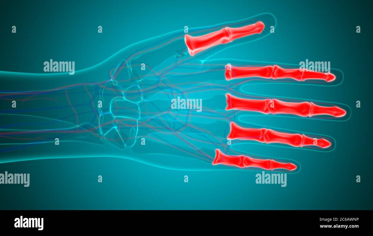 Human Skeleton Hand Phalanges Bone Anatomy For Medical Concept 3D ...