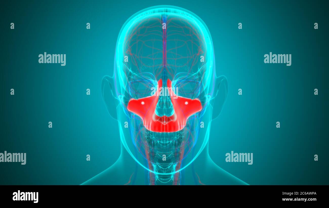 Human Skeleton Skull Maxillal Bone Anatomy For Medical Concept 3D ...