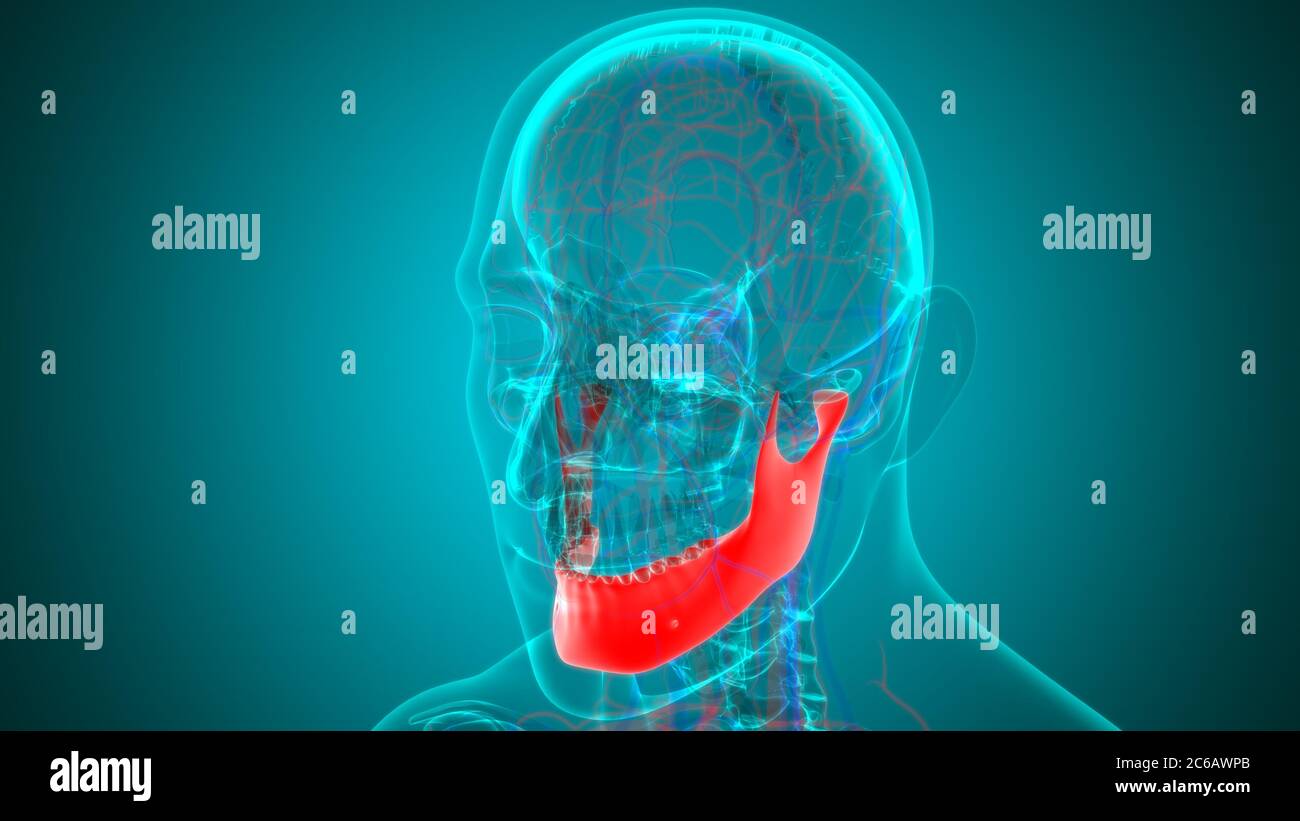 Human Skeleton Skull Mandible Bone Anatomy For Medical Concept 3D ...