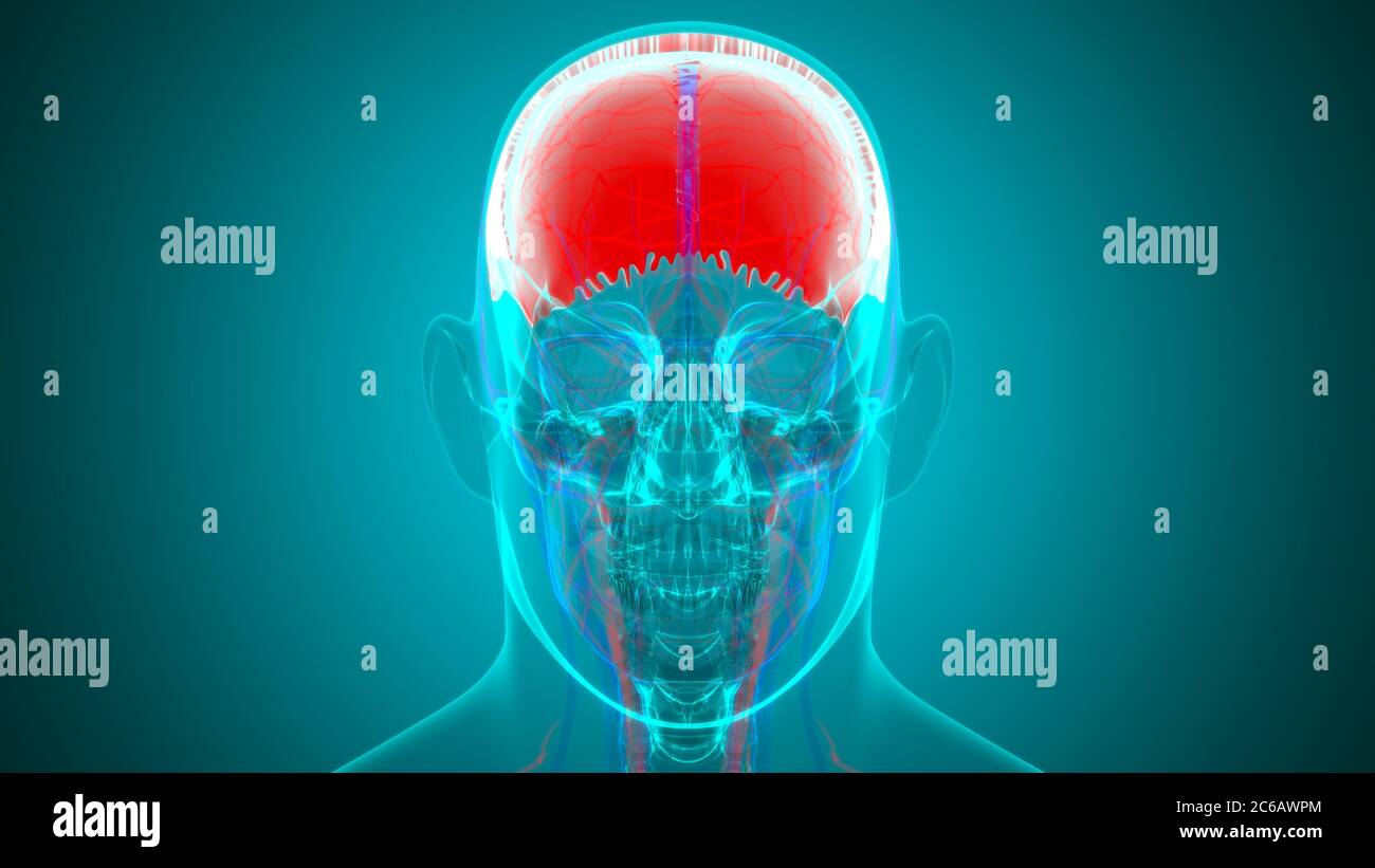 Human Skeleton Skull Parietal Bone Anatomy For Medical Concept 3D ...