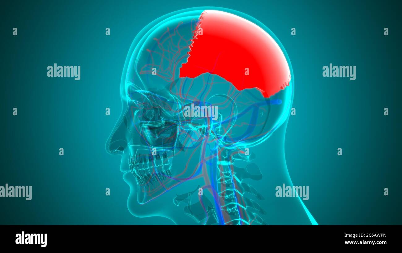 Human Skeleton Skull Parietal Bone Anatomy For Medical Concept 3D ...