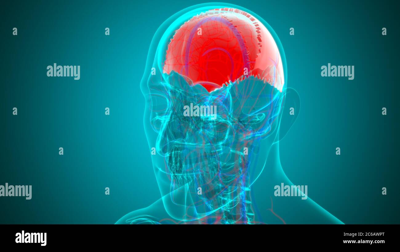 Human Skeleton Skull Parietal Bone Anatomy For Medical Concept 3D ...