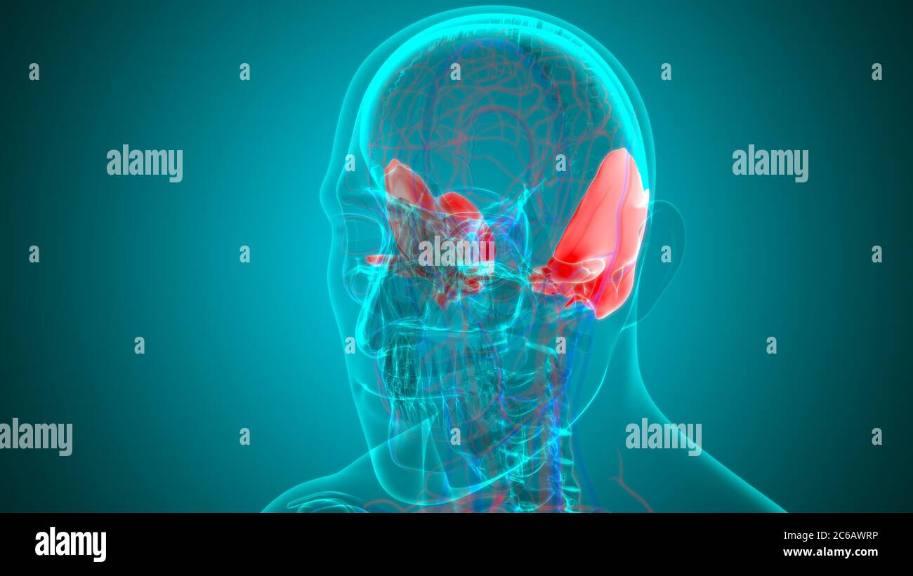 Human Skeleton Skull Temporal Bone Anatomy For Medical Concept 3D ...