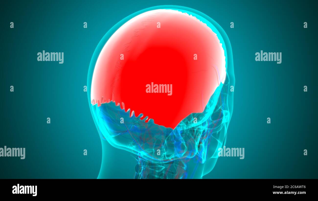Human Skeleton Skull Parietal Bone Anatomy For Medical Concept 3D ...