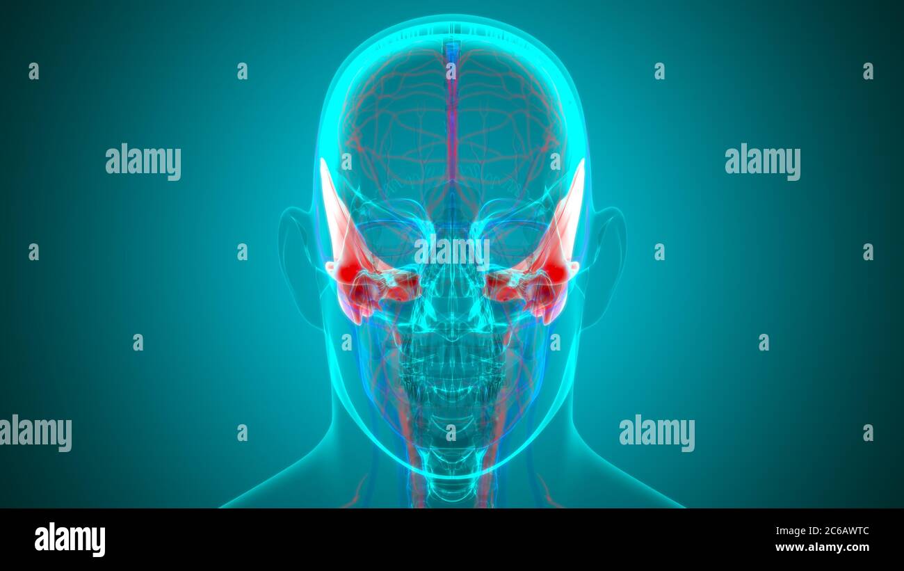 Human Skeleton Skull Temporal Bone Anatomy For Medical Concept 3D ...