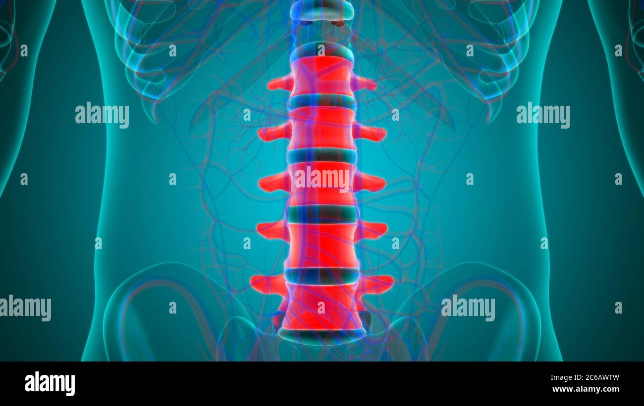 Human Skeleton Vertebral Column Lumbar Vertebrae Anatomy 3D ...