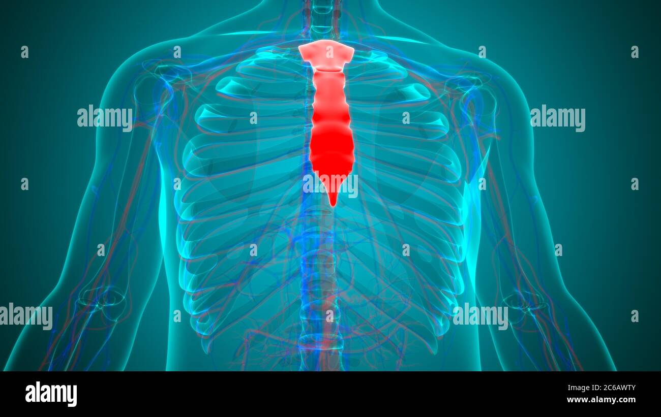 Human Skeleton Sternum Bone Anatomy For Medical Concept 3D Illustration ...